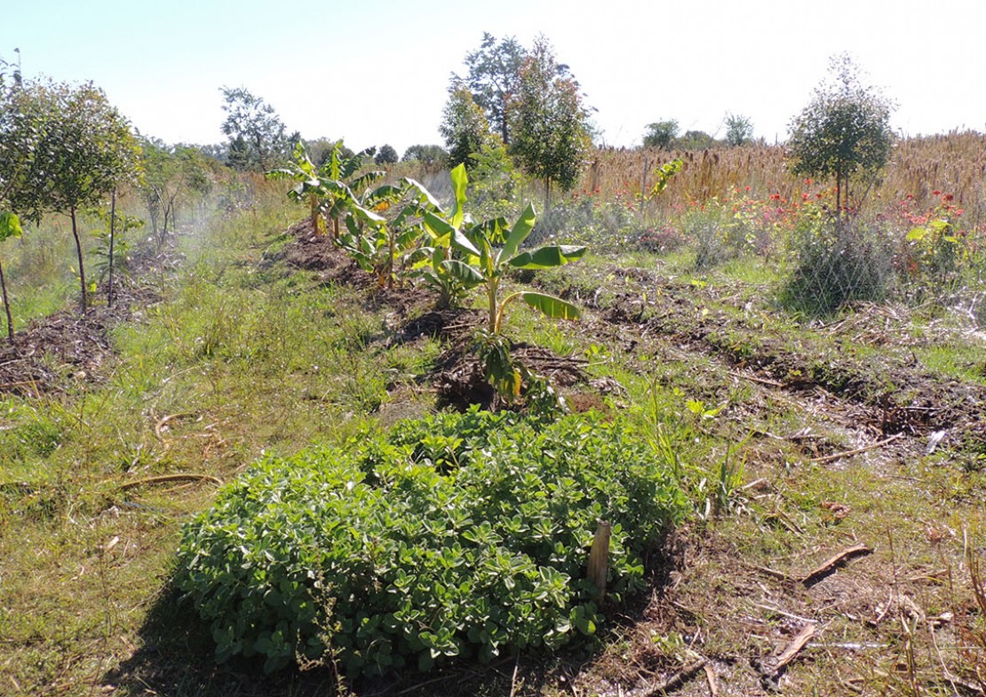 Advances in the Agroforestry System and heirloom seeds bank | Aurora